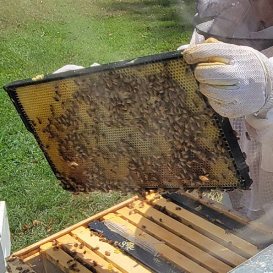 Honey Bee Experience. Ten Acres Ranch